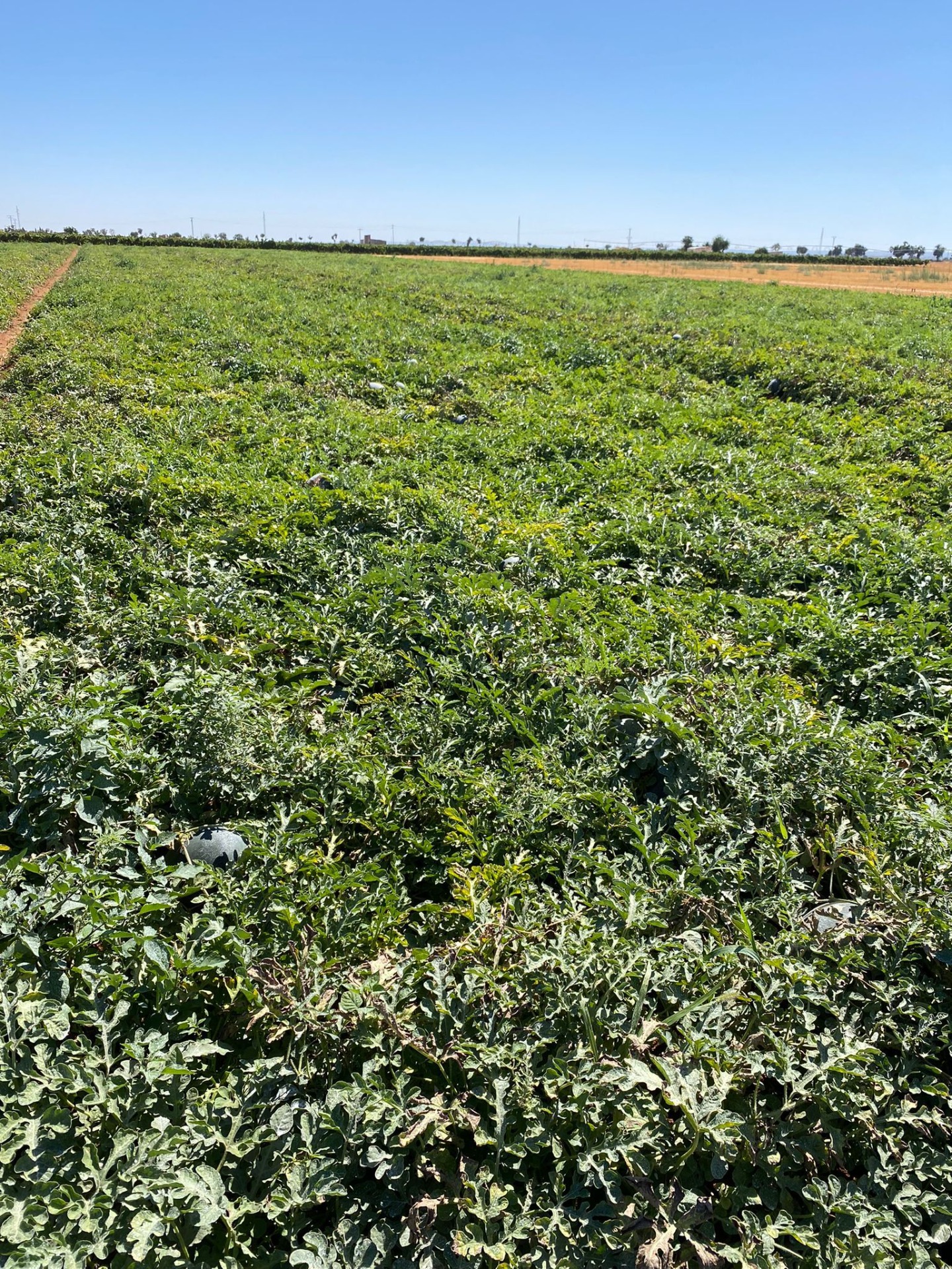 Sobre nosotros :: albasolfruit