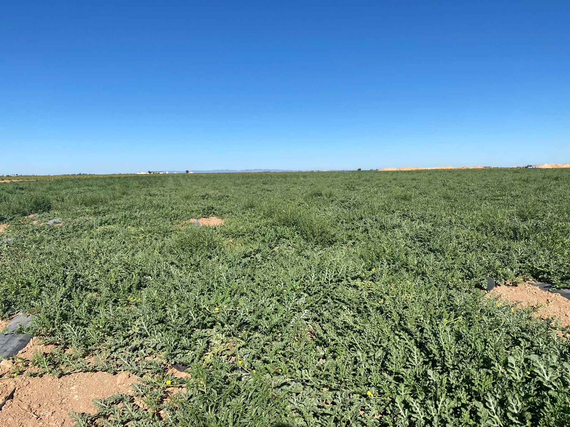 Sobre nosotros :: albasolfruit