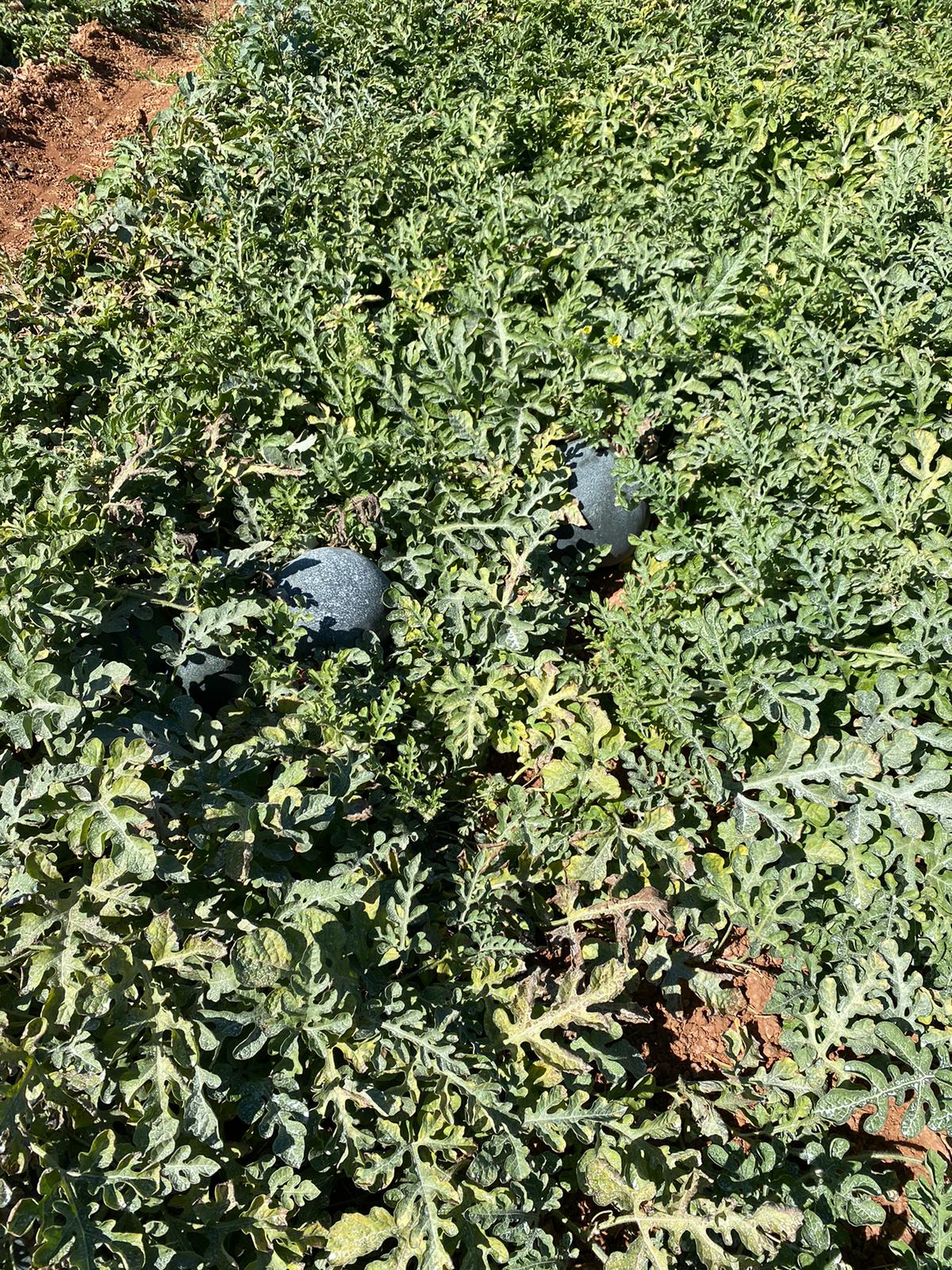 Sobre nosotros :: albasolfruit