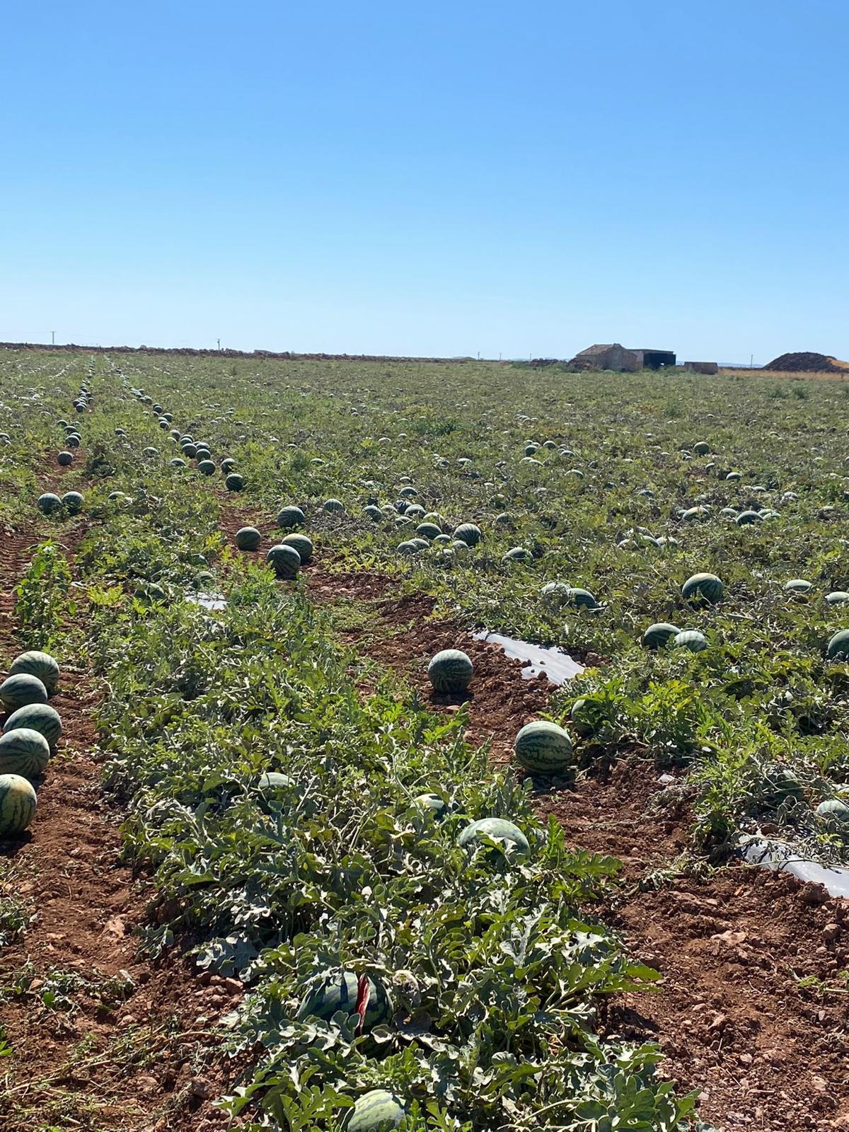 Sobre nosotros :: albasolfruit