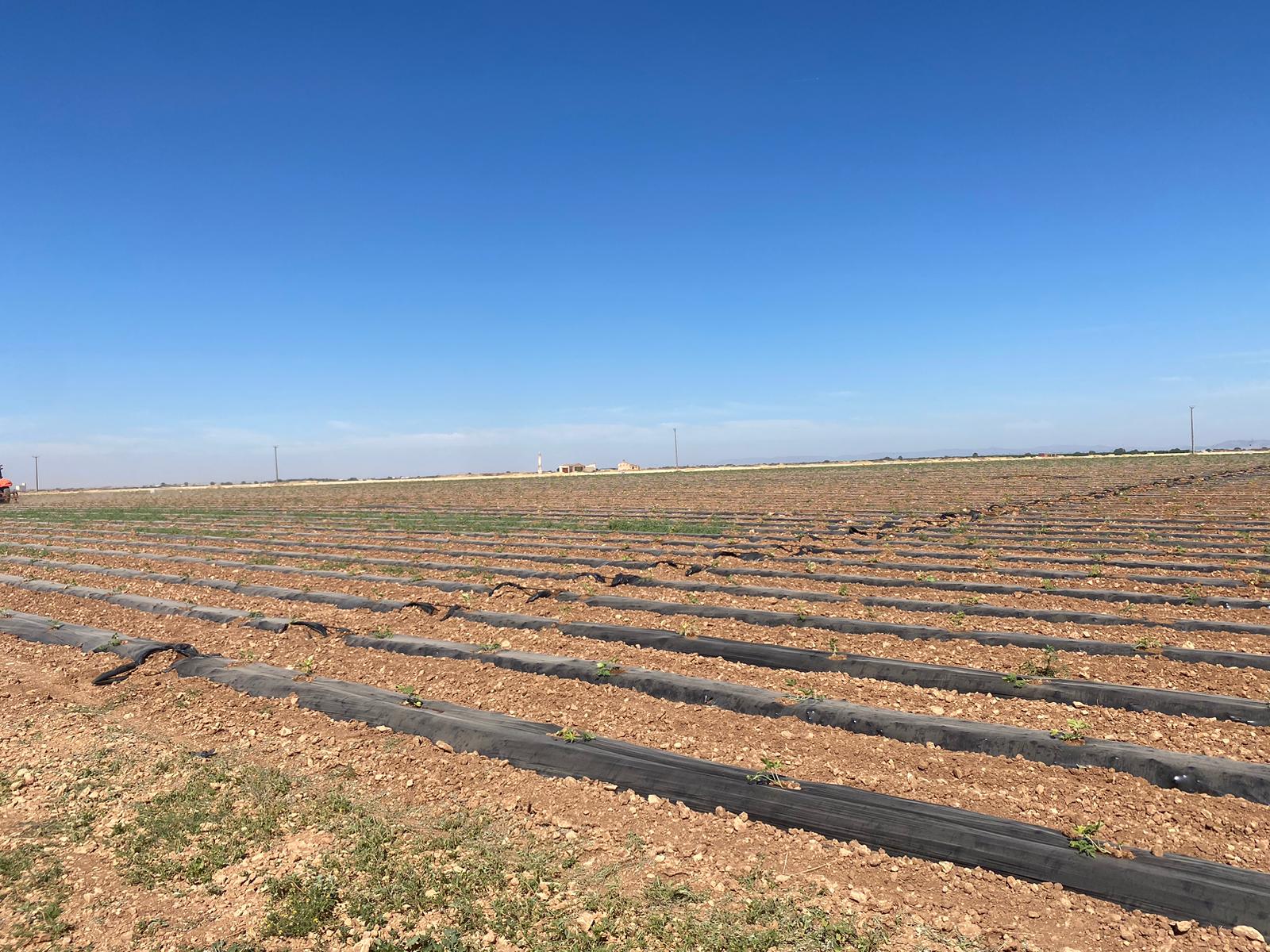 Sobre nosotros :: albasolfruit