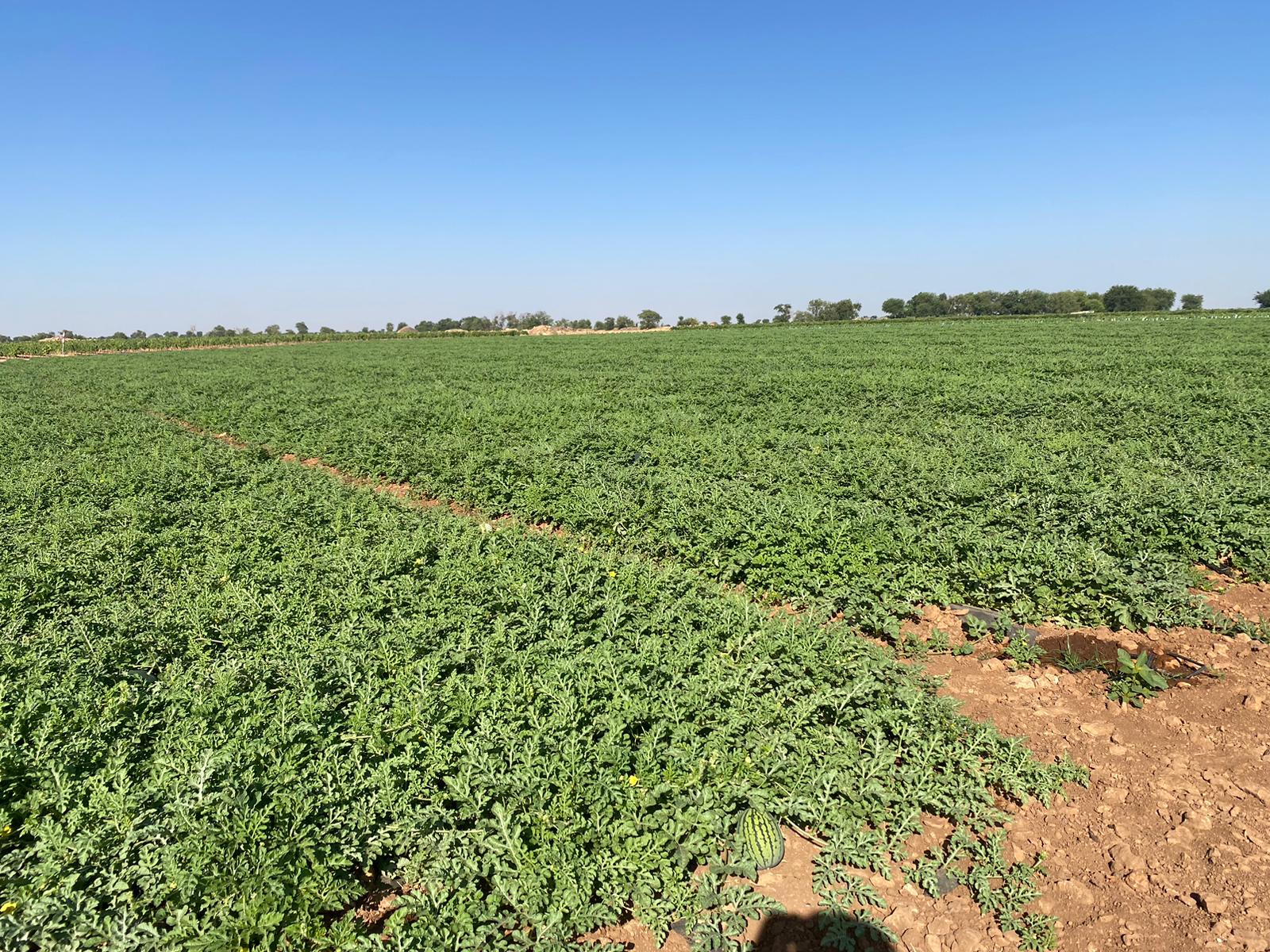 Sobre nosotros :: albasolfruit